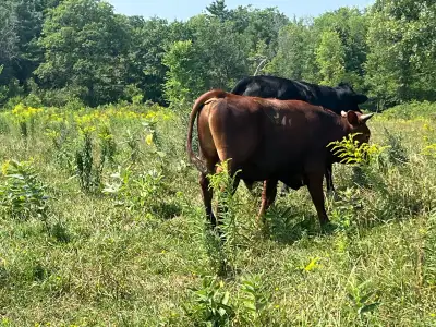 34 ads for highland cows in Livestock in Canada | Kijiji Marketplaces