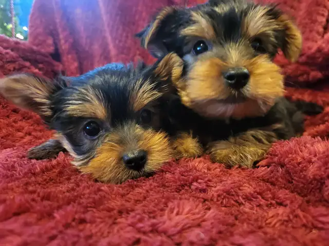 Yorkie Puppies | Dogs & Puppies for Rehoming | Victoria | Free local ...