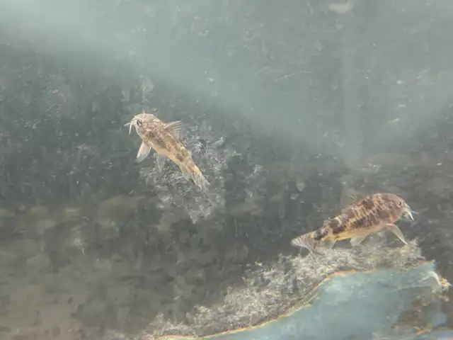 angel fish and parrot fish and corydoras and nerite snails | Fish for ...