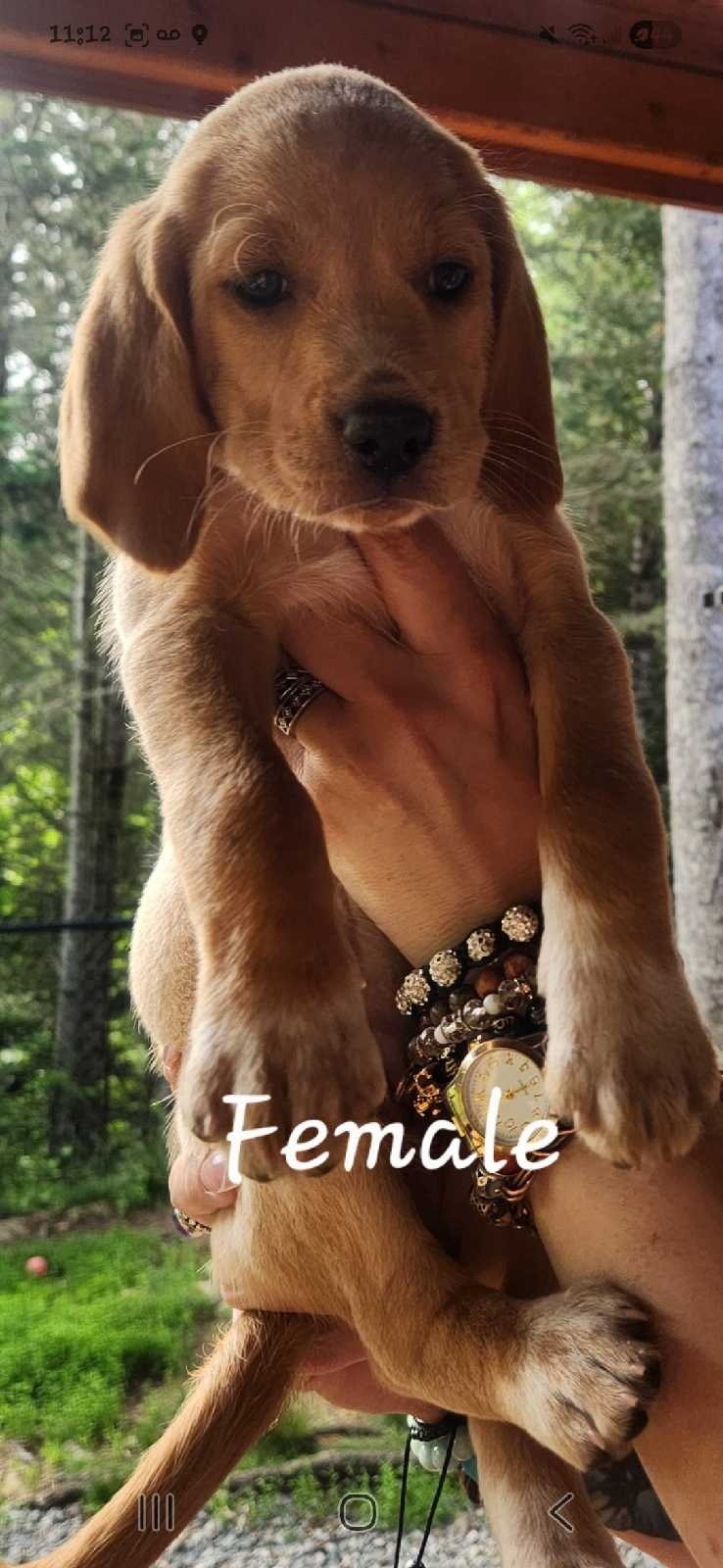 Polish Porcelaine hounds for sale | Dogs & Puppies for Rehoming | Truro ...