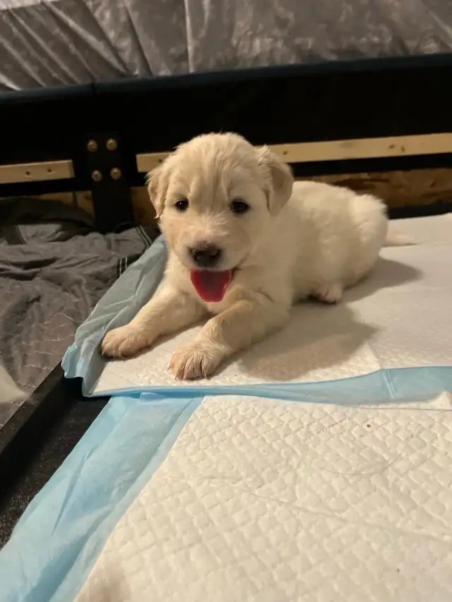 one last remaining puppy | Dogs & Puppies for Rehoming | Ottawa | Free ...