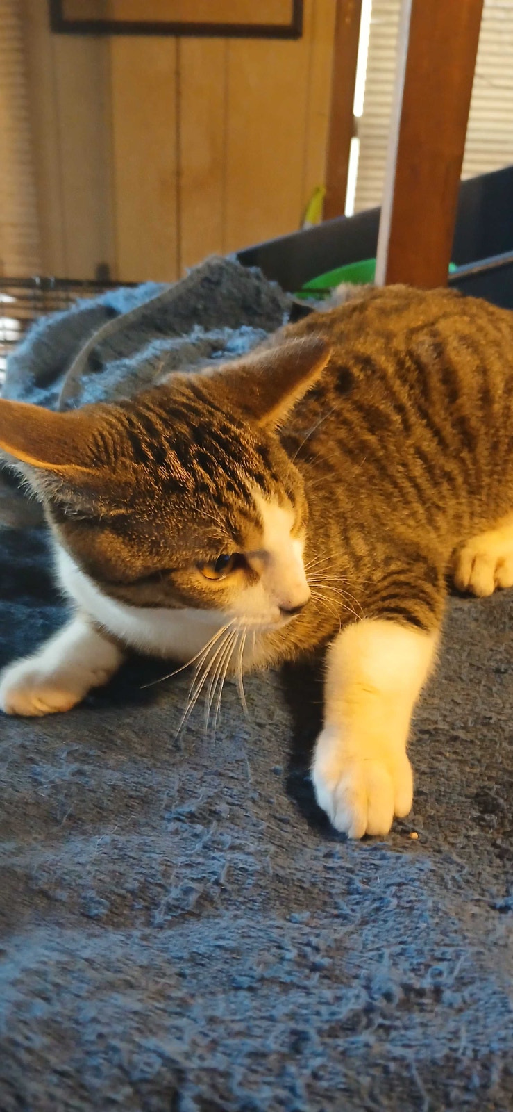 giving away kittens | Cats & Kittens for Rehoming | Sarnia | Free local ...