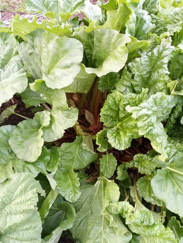 Eggs, Rhubarb, Flowers,and Garden Compost at Farmstand on Butter ...