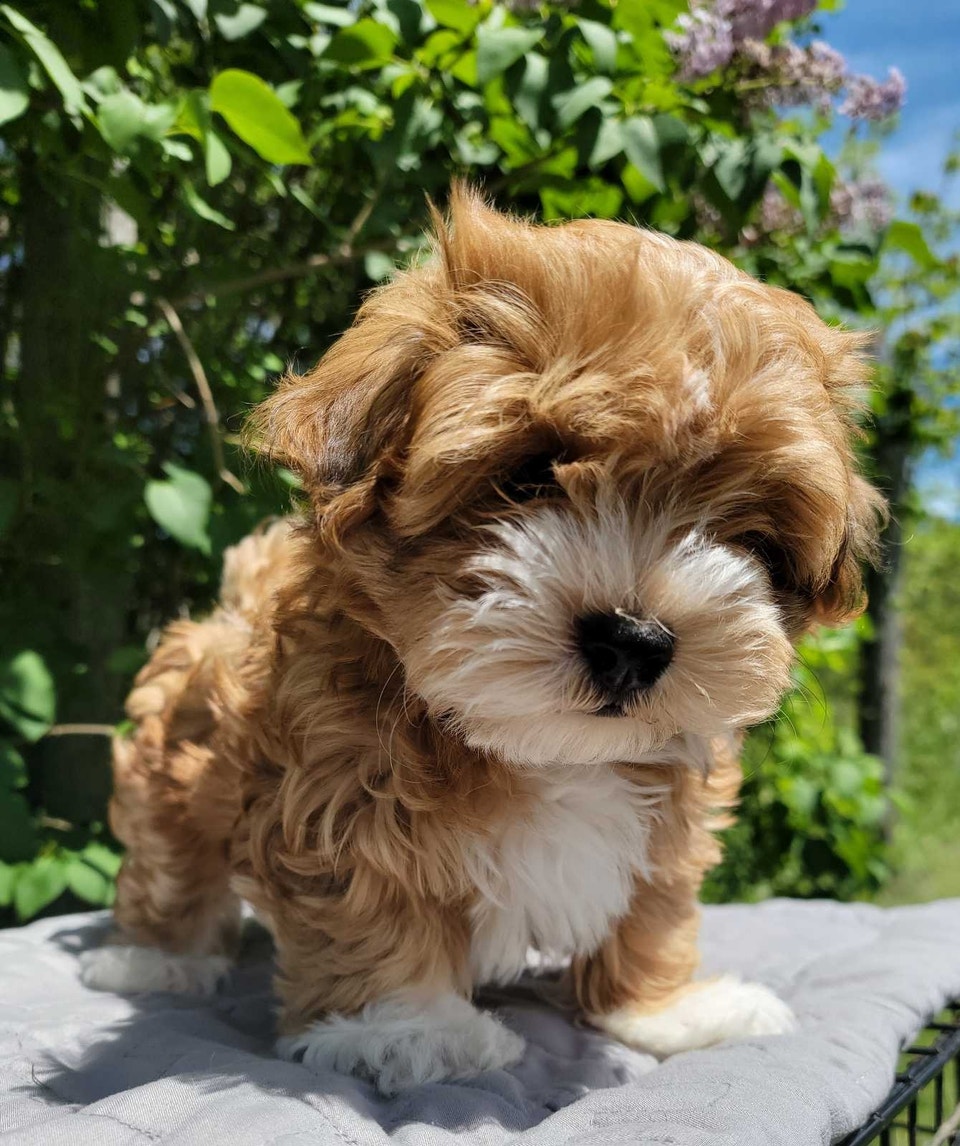 CKC Male Havanese Puppies | Dogs & Puppies for Rehoming | St ...