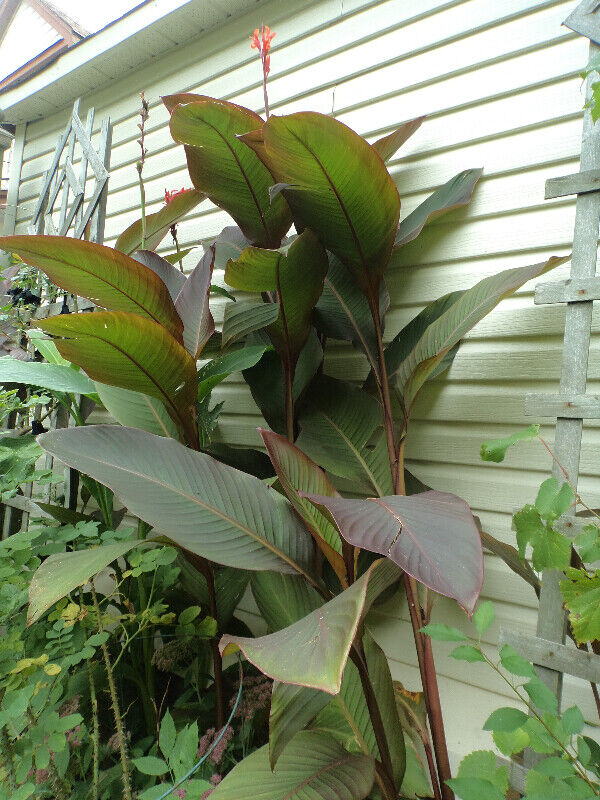 Canna Lily Bulbs | Plants, Fertilizer & Soil | City of Toronto | Kijiji
