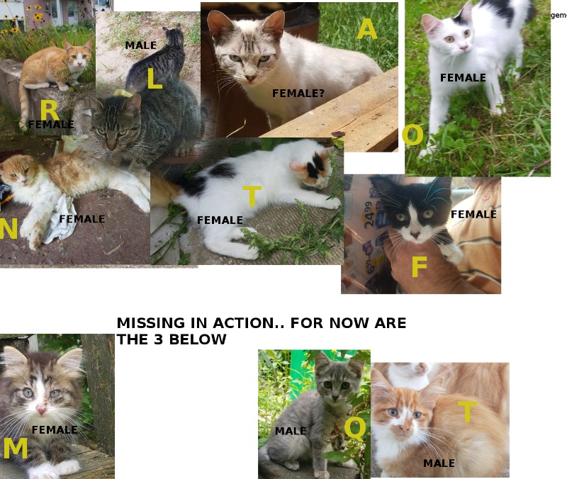 RESCUE CATS UPDATE - TOR/KNG/OTT - Many Cats and Kittens ASAP | Cats ...