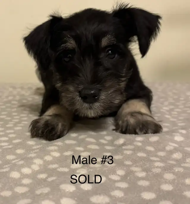 Miniature Schnauzer Puppies | Dogs & Puppies for Rehoming | London ...