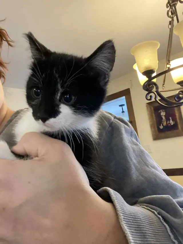 4 have found their forever home, 1 PPU | Cats & Kittens for Rehoming ...