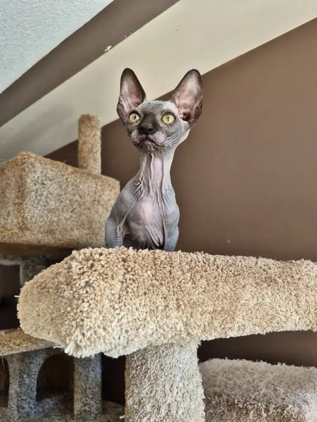 Gorgeous sphynx kittens | Cats & Kittens for Rehoming | Barrie | Free ...