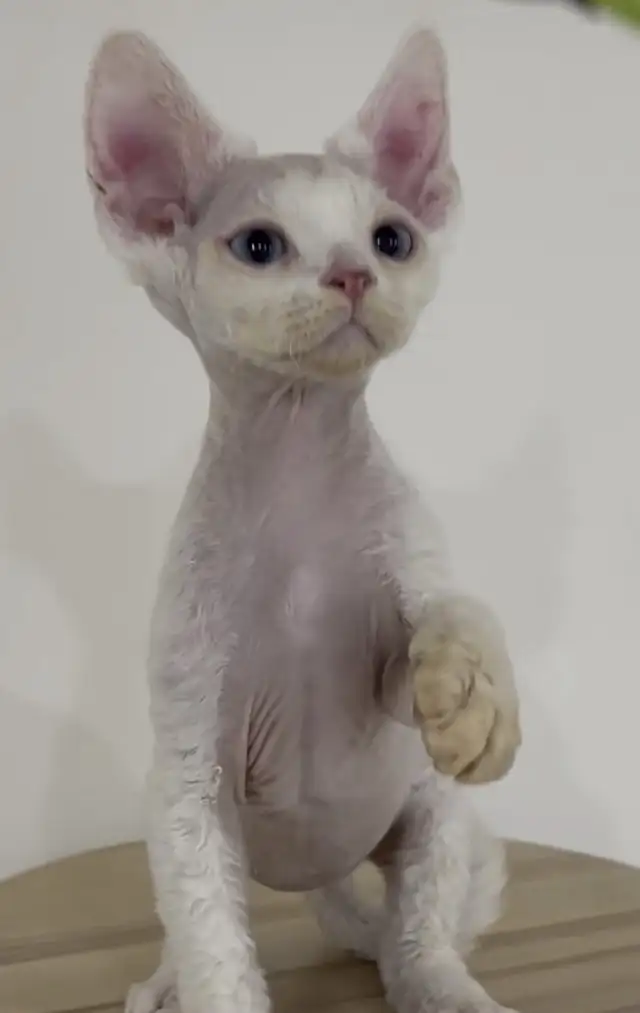 Devon Rex | Cats & Kittens for Rehoming | Markham / York Region | Free ...