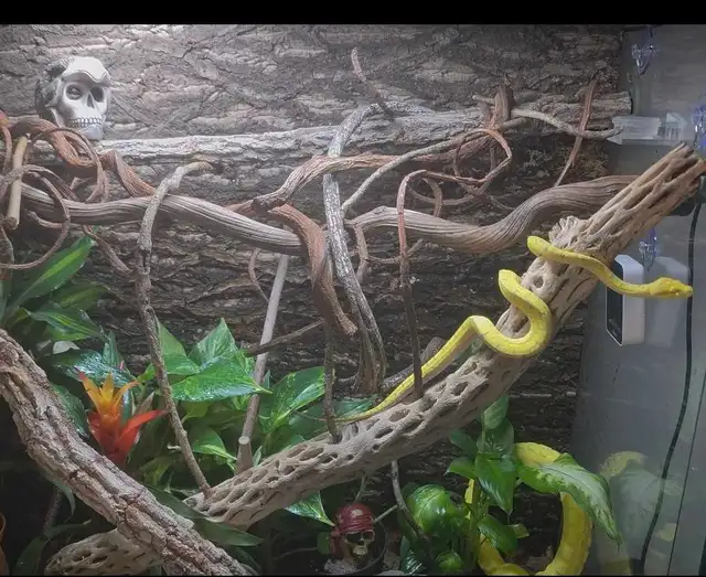 green tree python Sorong | Reptiles & Amphibians for Rehoming | City of ...