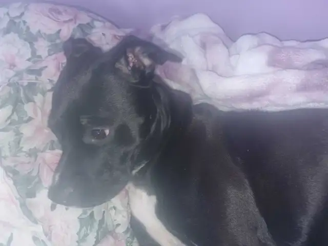 cuddle bug to rehome | Dogs & Puppies for Rehoming | Sudbury | Free ...