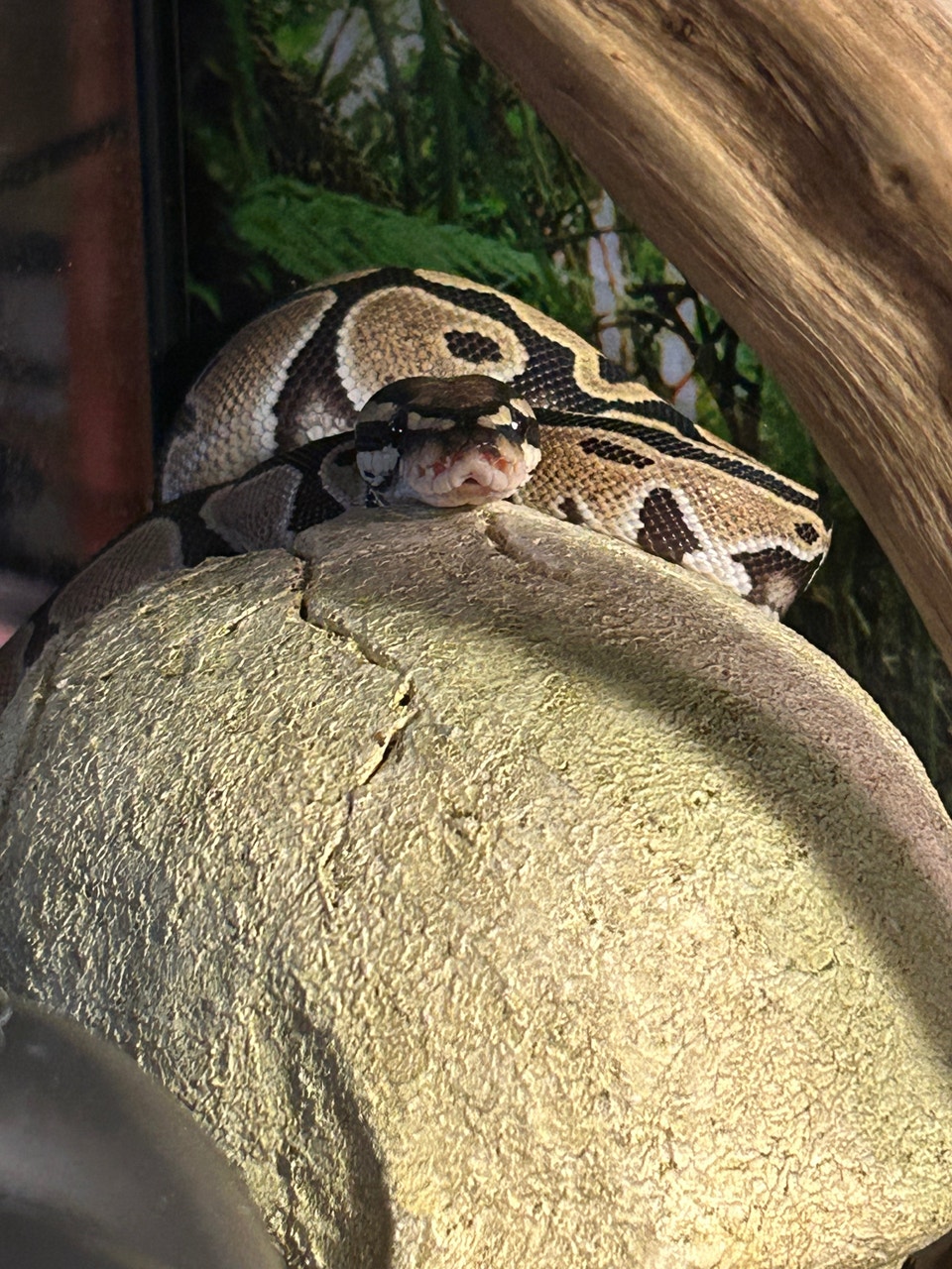 Python Royale avec terrarium !!! | Reptiles & Amphibians for Rehoming ...