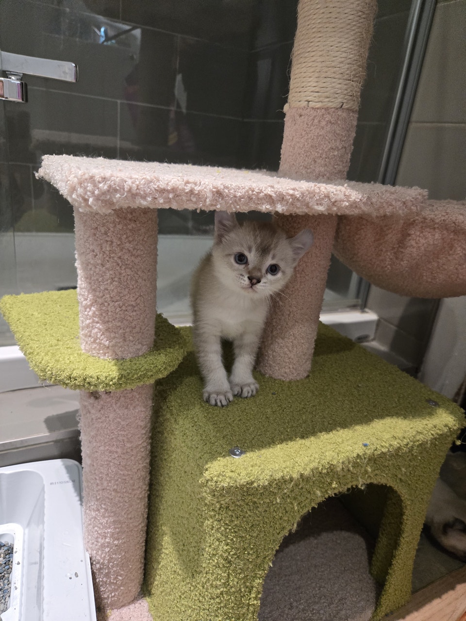 chaton highland lynx pret a partir se dimanche 28 | Cats & Kittens for ...