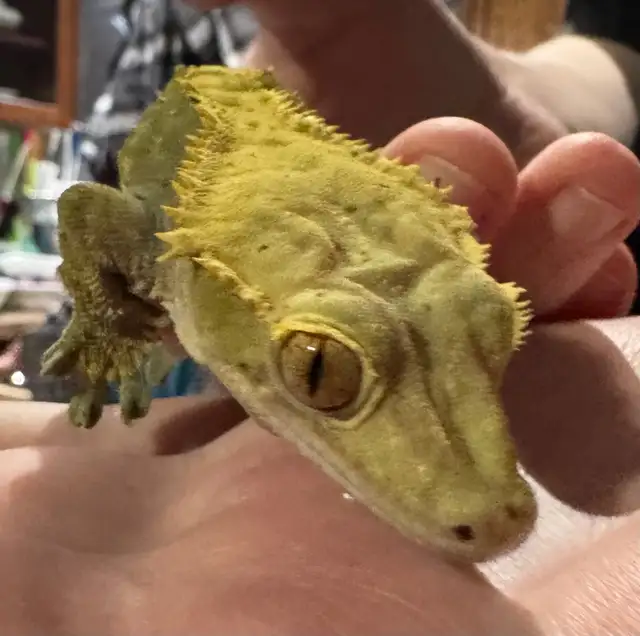 Super chill crested gecko with tank and supplies | Reptiles ...