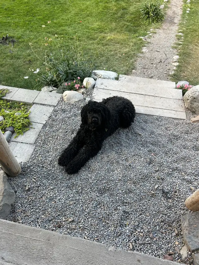 3 yr old bernadoodle PENDING | Dogs & Puppies for Rehoming | Cranbrook ...