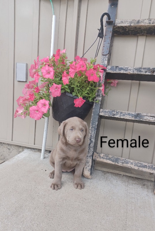 Purebred Silver Lab Puppies | Dogs & Puppies for Rehoming | Sudbury ...