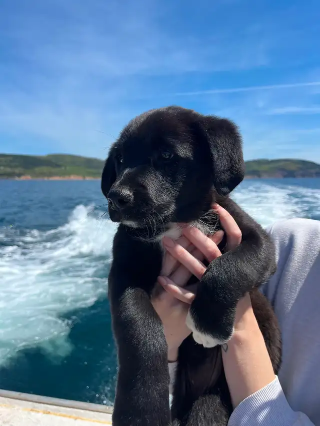 One last Mixed Breed Pup looking for forever homes! | Dogs & Puppies ...