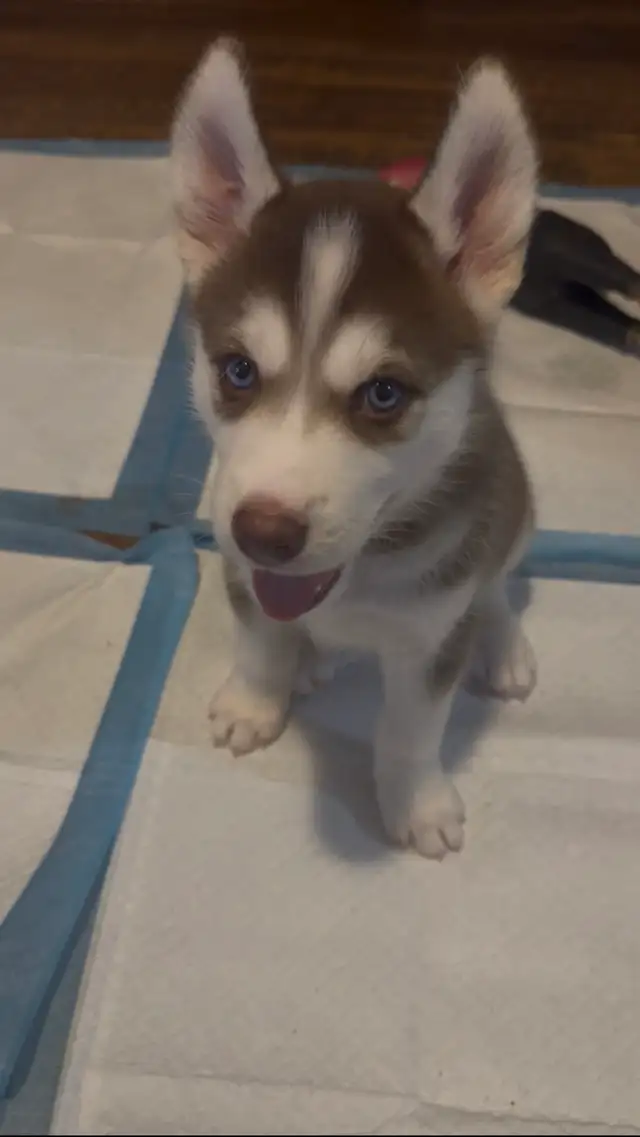 Husky Puppy mix w Alaskan Malamute | Dogs & Puppies for Rehoming ...