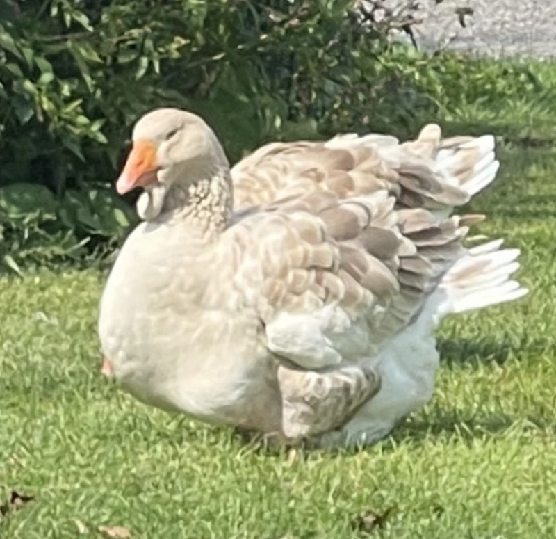 Gorgeous Pair BUFF GIANT EXHIBITION DEWLAP TOULOUSE geese | Livestock ...