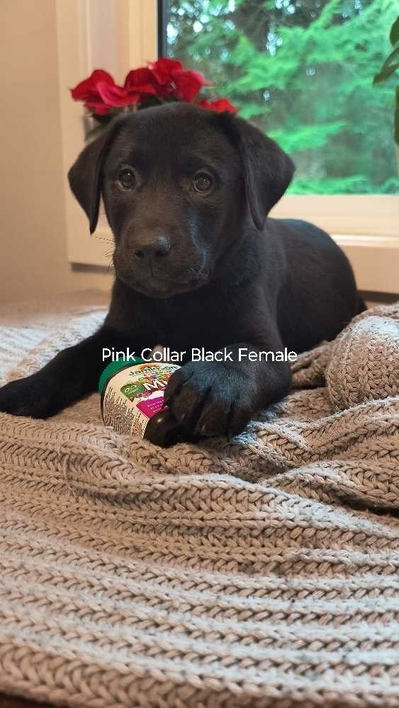 Black Lab Female Puppy Left! | Dogs & Puppies for Rehoming | Chilliwack ...