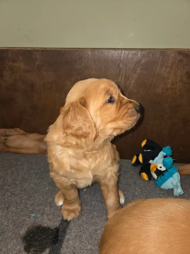 CKC Registered Red, Retriever Pups for Sale! | Dogs & Puppies for ...