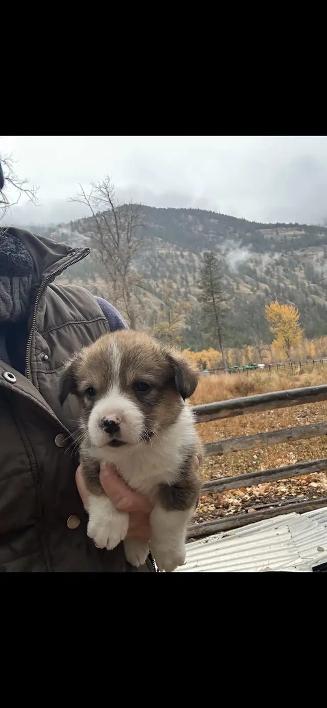 Pembroke corgi pups | Dogs & Puppies for Rehoming | Penticton | Free local classifieds - Kijiji