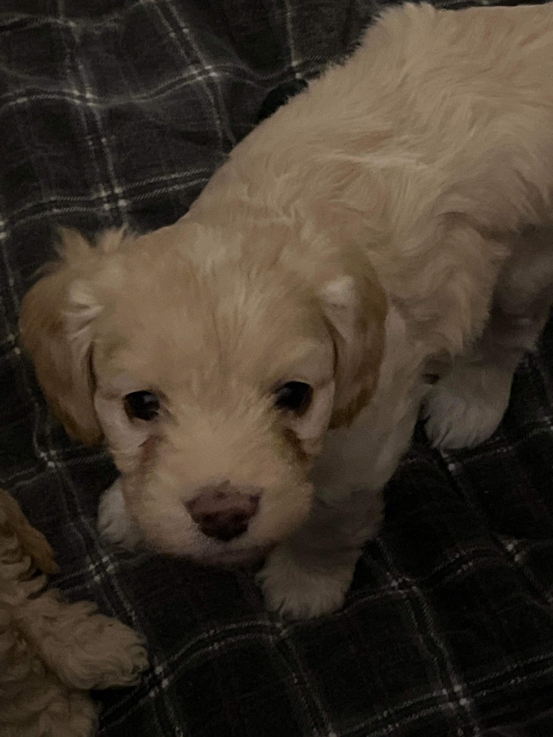 Cockapoo Male puppy for sale | Dogs & Puppies for Rehoming | Kitchener ...
