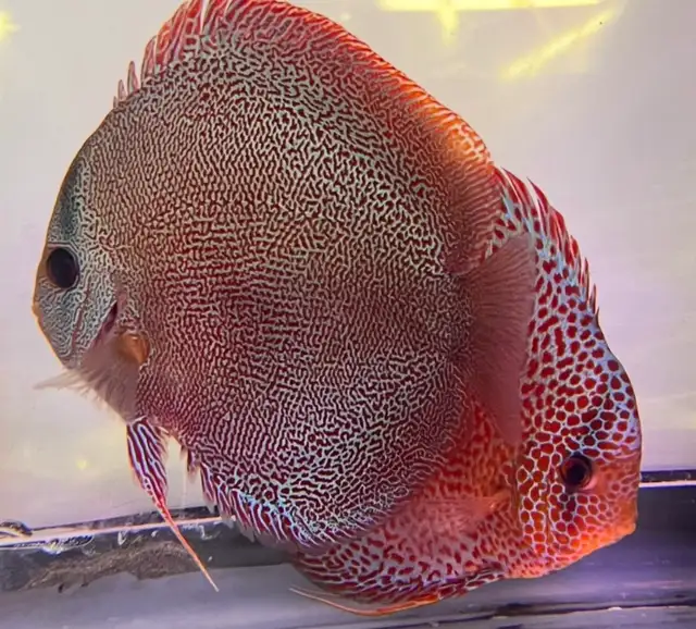 Pandara leopard Discus | Fish for Rehoming | City of Toronto | Free ...