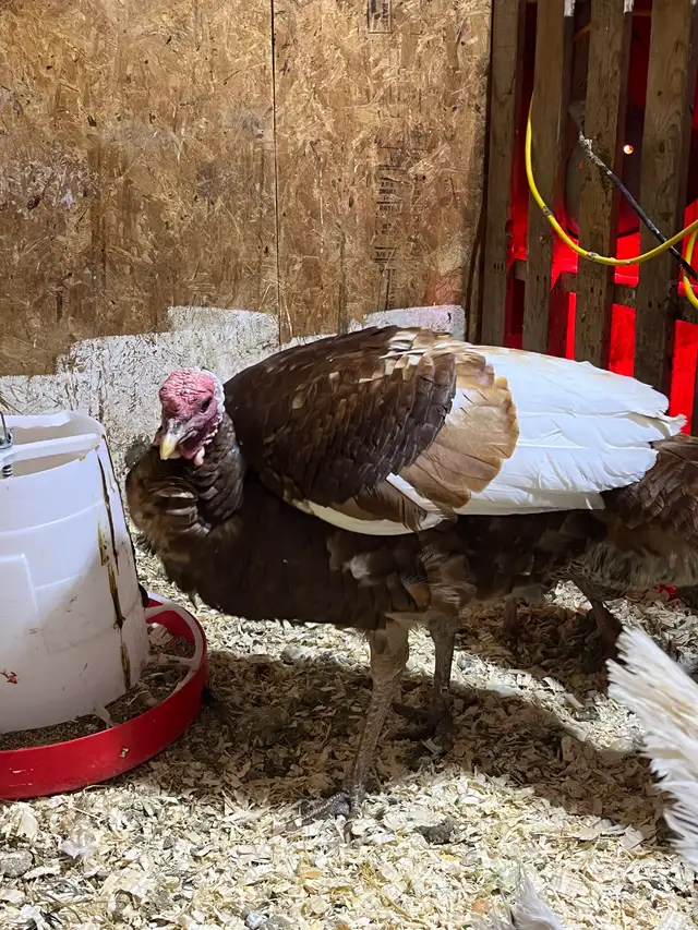 Bourbon Red Turkey Tom | Livestock | Grande Prairie | Free local ...