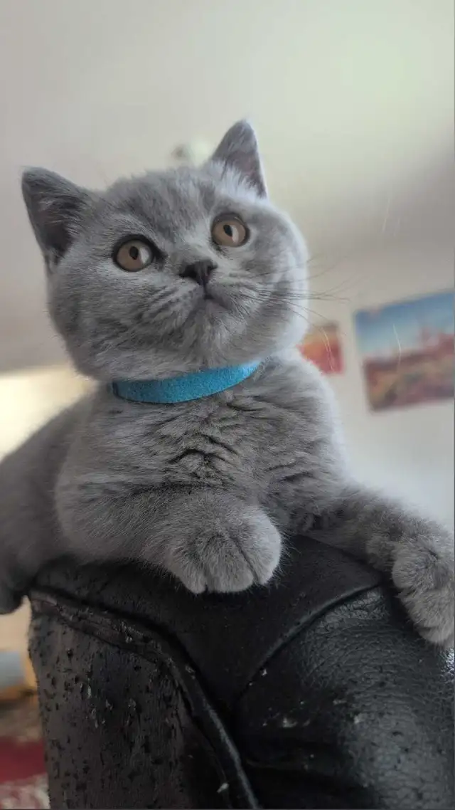Pure British shorthair rare color | Cats & Kittens for Rehoming | City ...