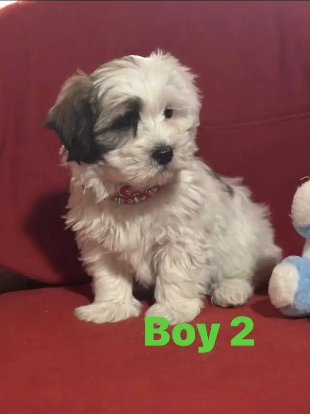 Havanese x Mini poodle puppies | Dogs & Puppies for Rehoming | Ottawa ...