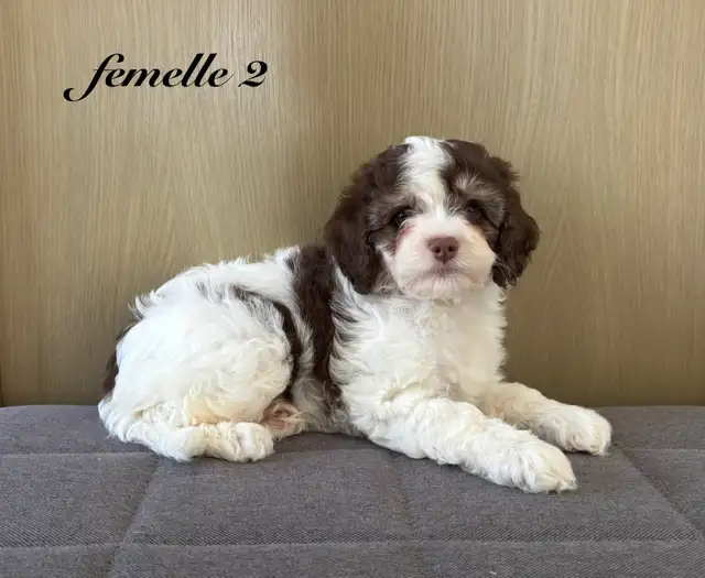 Magnifiques chiots Cockapoo (Cocker XCaniche) | Dogs & Puppies for ...