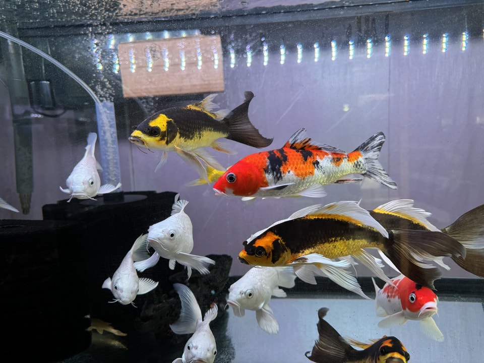 Japanese Koi for sale at TT pets | Fish for Rehoming | Mississauga ...