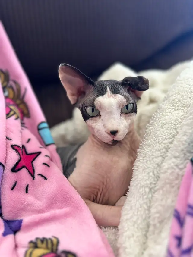 Male Sphynx (neutered) | Cats & Kittens for Rehoming | North Bay | Free ...
