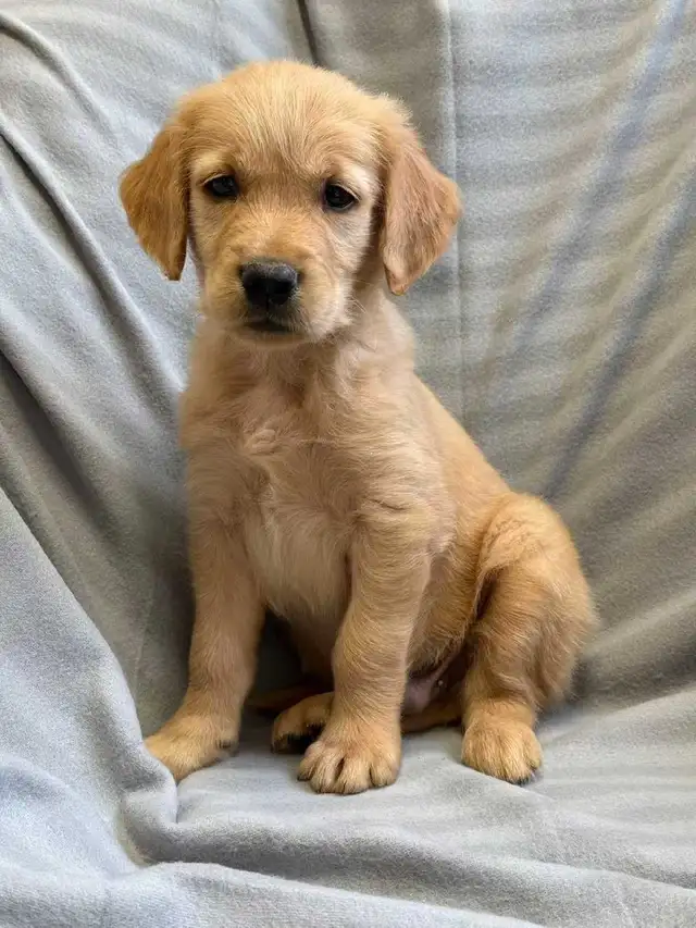 Red golden retriever puppies | Dogs & Puppies for Rehoming | City of ...