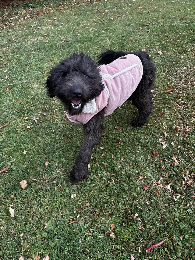 Mini Golden Mountain Doodle | Dogs & Puppies for Rehoming | Belleville ...