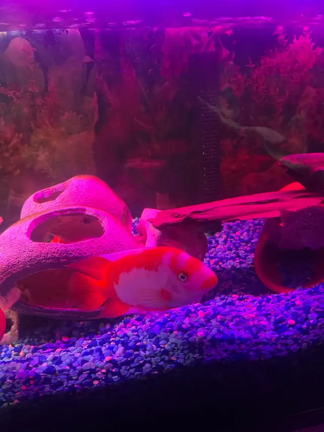 Red Devil for sell | Fish for Rehoming | Mississauga / Peel Region ...