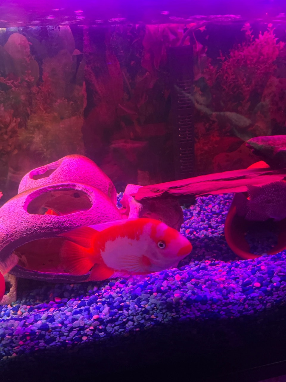 Red Devil for sell | Fish for Rehoming | Mississauga / Peel Region ...