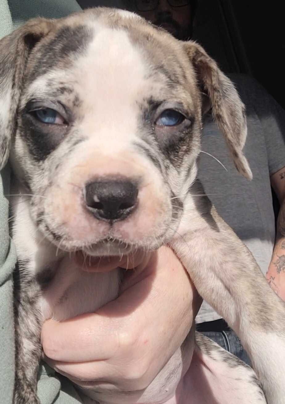 Puppies (Alapaha Blue Blood Bulldog X English Mastiff | Dogs & Puppies ...