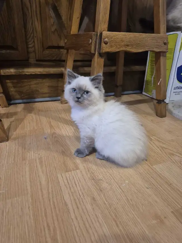 Mignons chatons ragdoll- prêt maintenant | Cats & Kittens for Rehoming ...