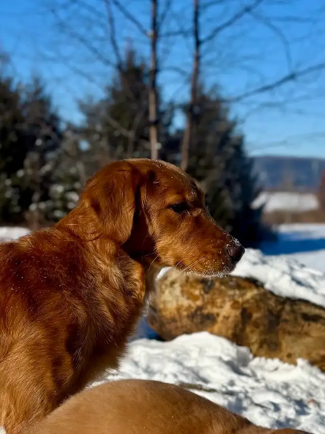 Chiots – Golden Retriever de type Field (Red) | Dogs & Puppies for ...