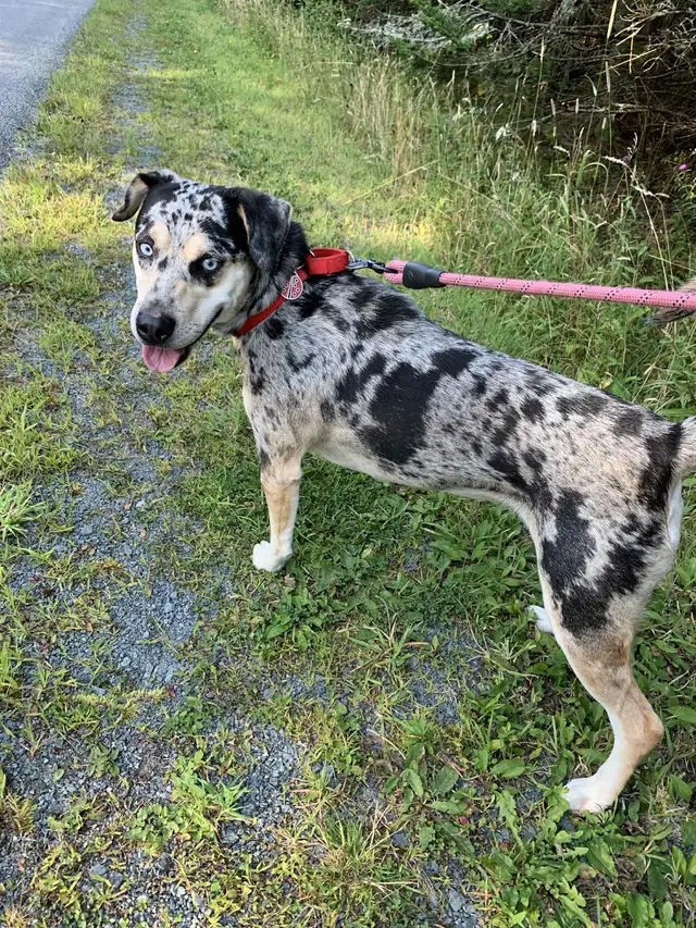 Lady - Amazing 2yr old Catahoula Mix | Dogs & Puppies for Rehoming ...