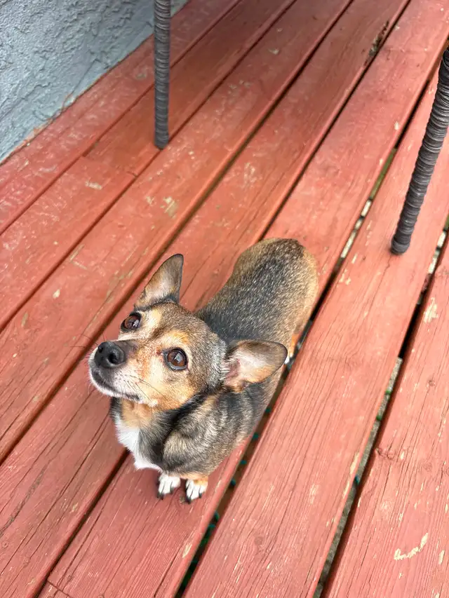 Female Chihuahuas | Dogs & Puppies for Rehoming | Portage la Prairie ...