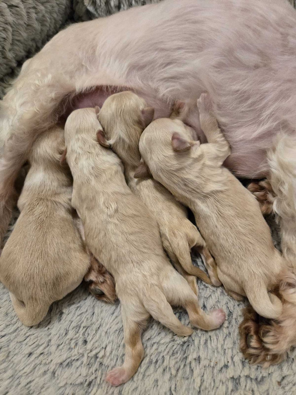 Toy poodle x puppies | Dogs & Puppies for Rehoming | Winnipeg | Free ...