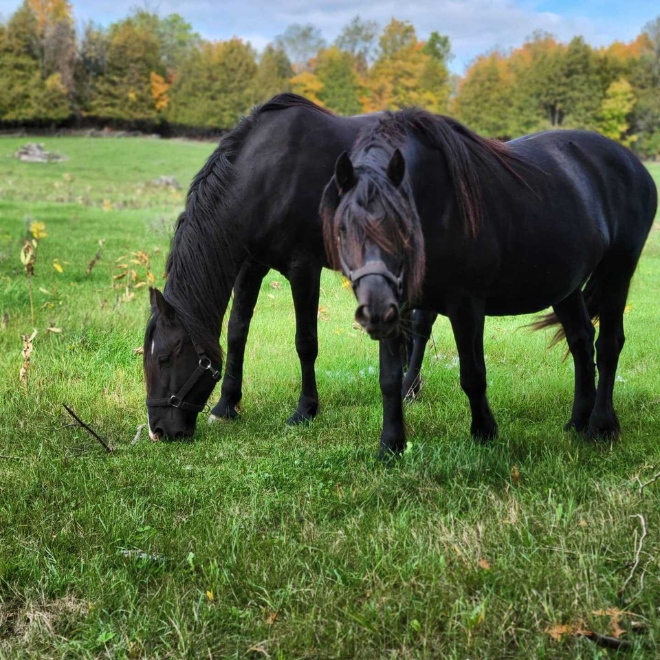 Canadian Breed Horse Team | Horses & Ponies for Rehoming | Ottawa ...