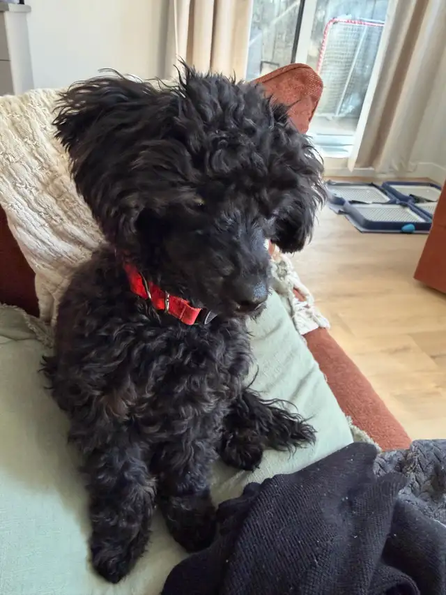 Magnifique petite femelle caniche miniature 5 mois | Dogs & Puppies for ...