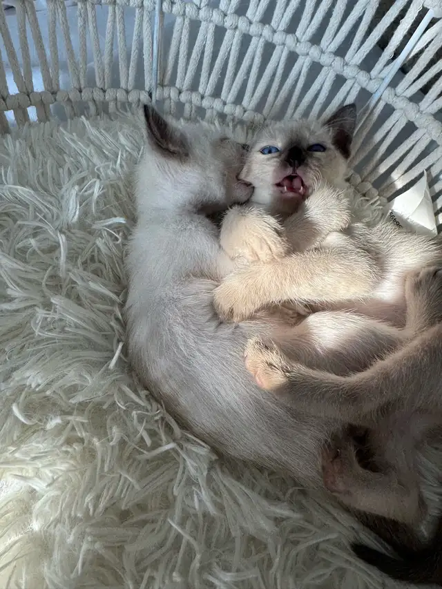 Siamois / Siamese | Cats & Kittens for Rehoming | City of Montréal ...