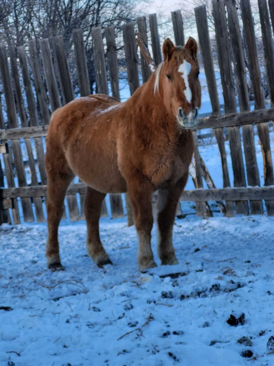 12 year old draft cross mare | Horses & Ponies for Rehoming ...