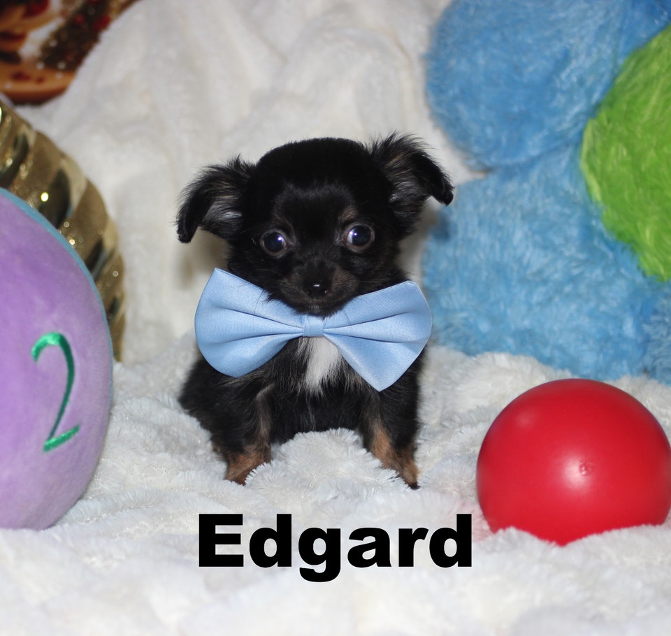 Chihuahua ️Mâle Mini ️Protection100%.GarantieTop Qualité★★★ | Dogs ...